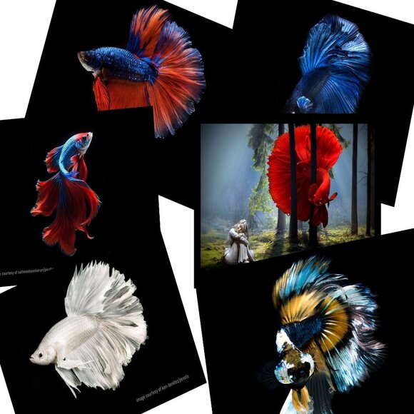 Staples | Office | Betta Fish Calendar 226 Betta Fish Pictures Siamese ...